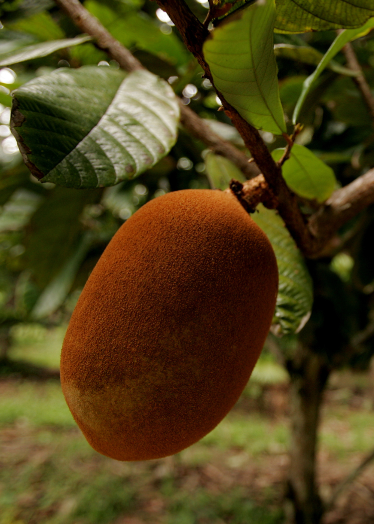 Moisturizing CUPUAÇU Body Cream | Natural Body Cream – Ciiku Skin ...